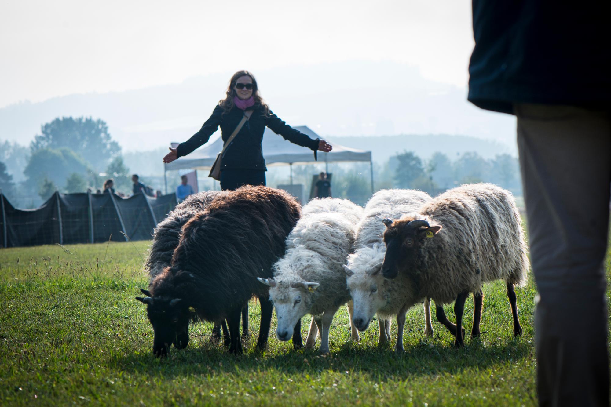 Leader'Sheep - Une-Bonne-Idée.ch